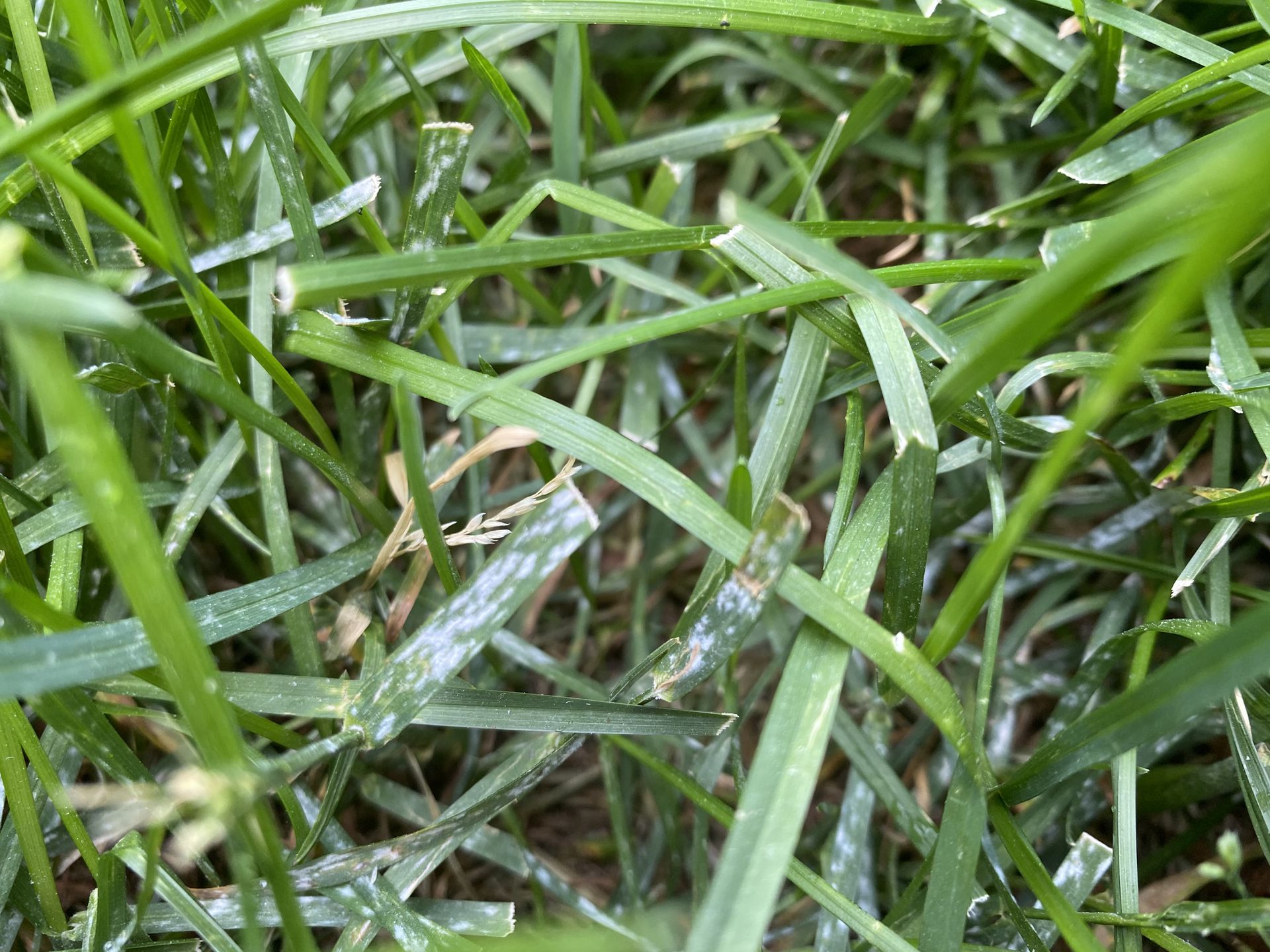 Oidium | Nutrite St-Élie